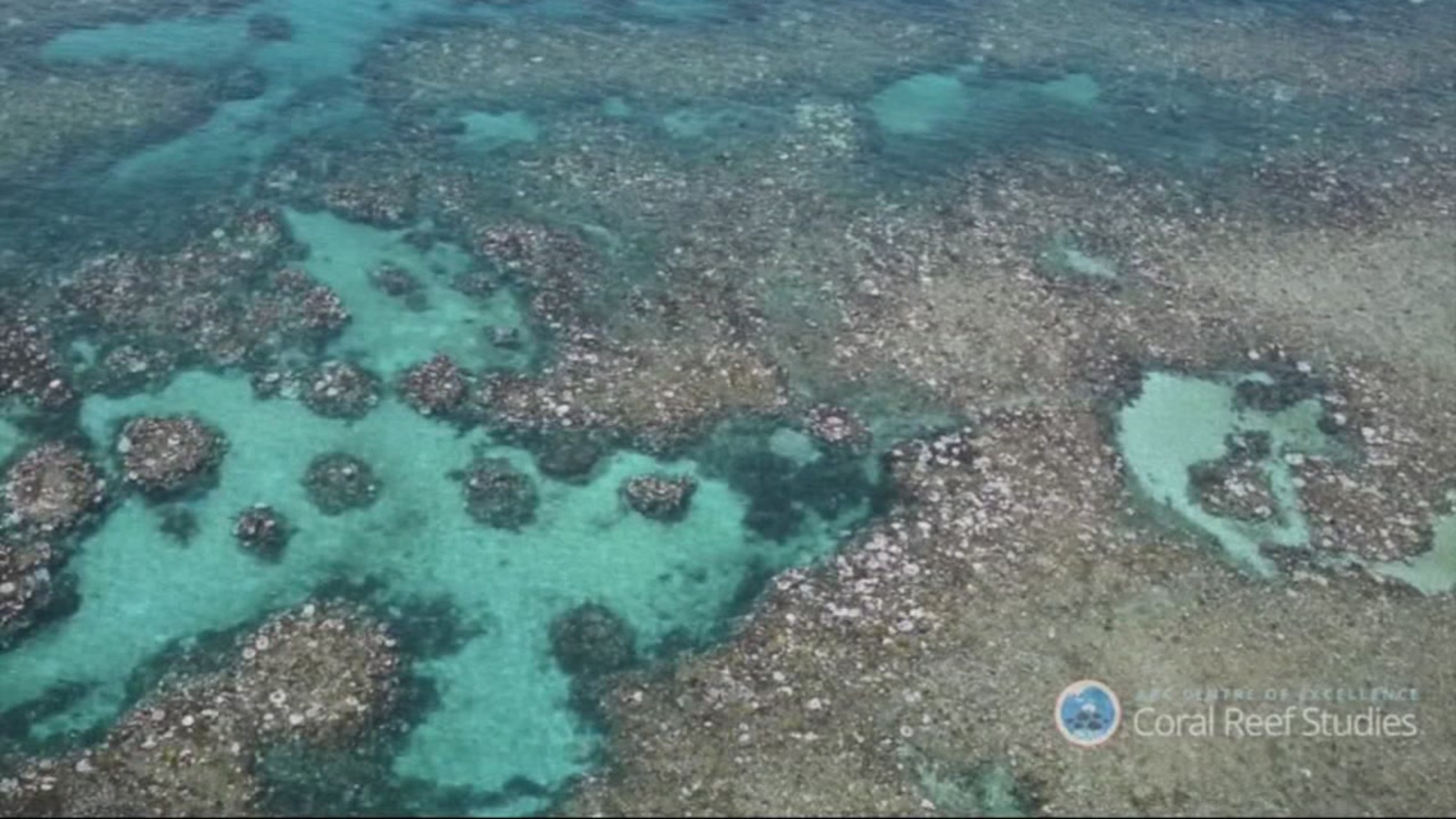 Scientists say Australia's Great Barrier Reef damaged due to global ...