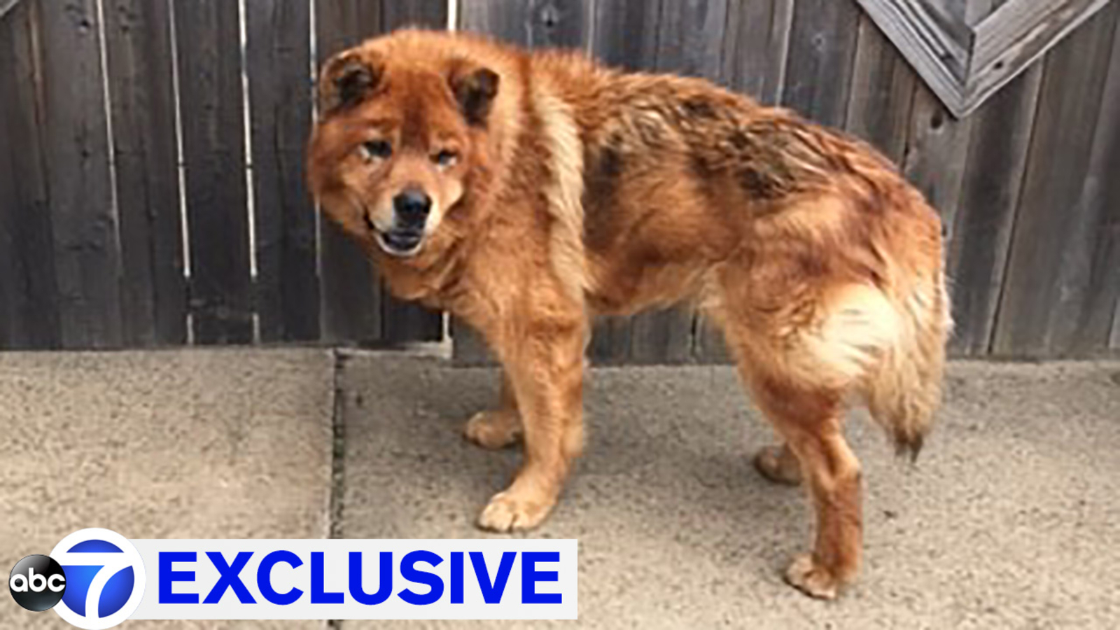 Exclusive: Woman distraught after dog euthanized without her knowledge ...