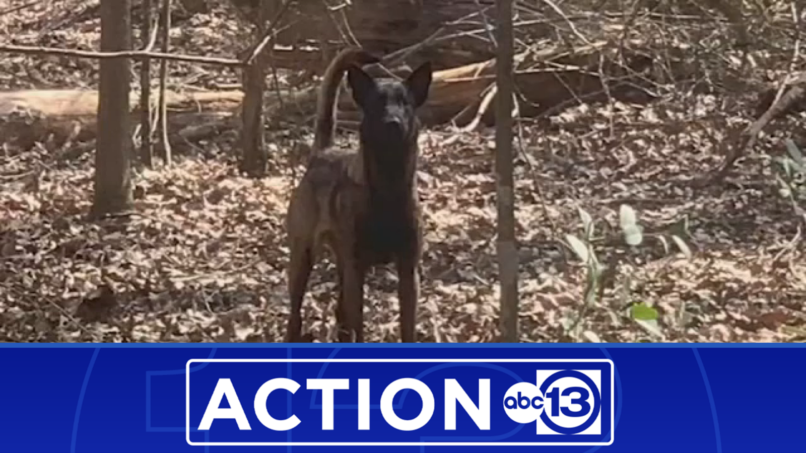 Neighbors on edge in Huffman after reports of dangerous dogs killing ...