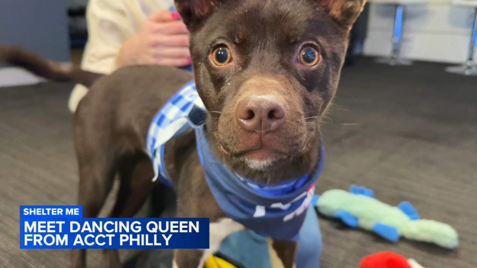 Shelter Me: Meet Dancing Queen from ACCT Philly - 6abc Philadelphia