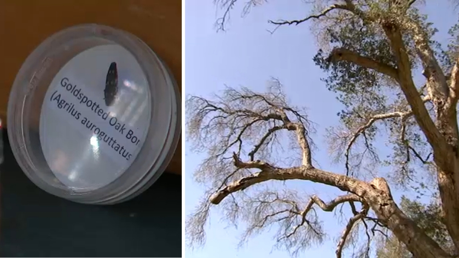 Goldspotted Oak Borer beetles, also known as GSOBs, responsible for ...