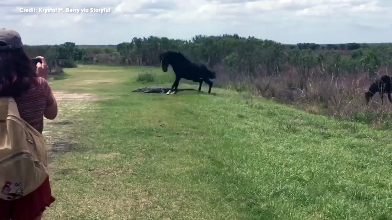 Horse vs. gator as Wild West meets Florida swamp - ABC7 New York