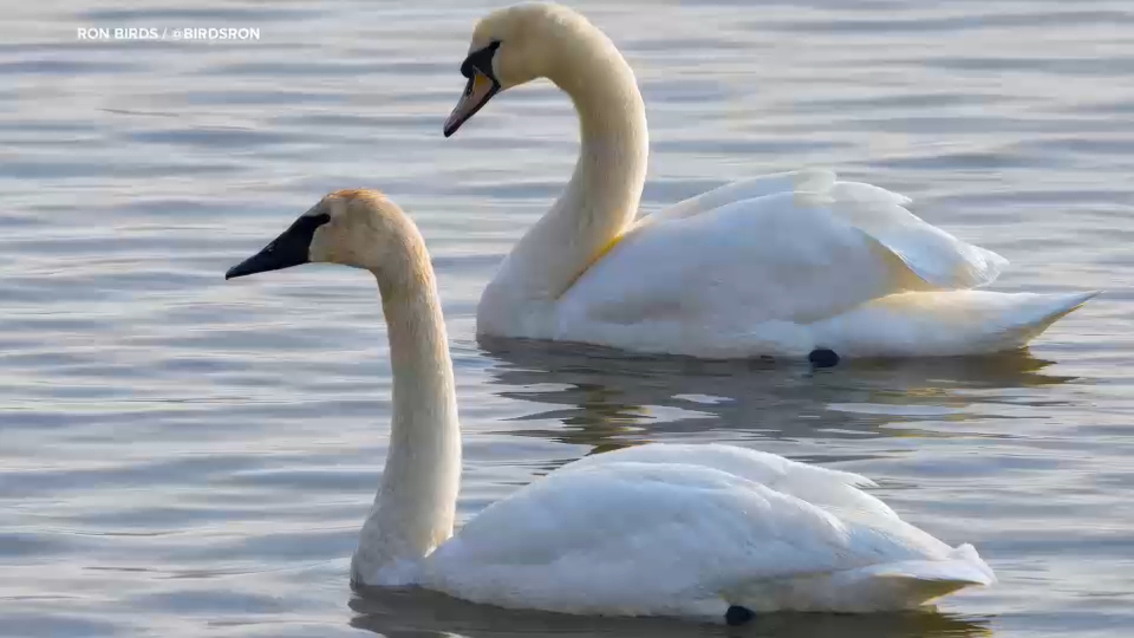 Rare Trumpeter Swan sighting documented for first time in NYC, Brooklyn ...