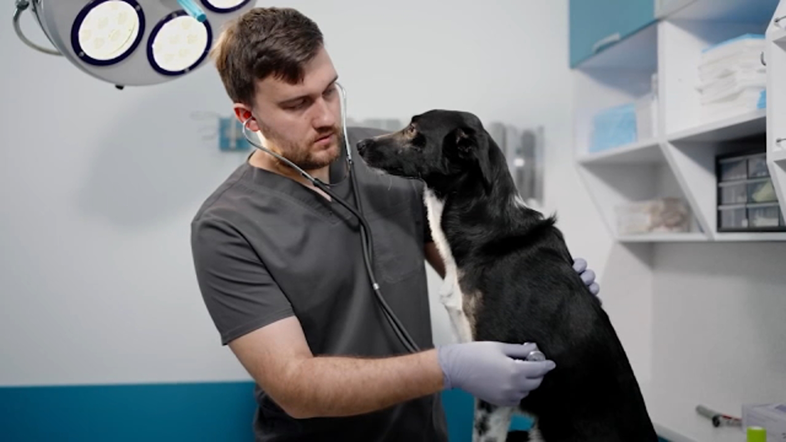 Tips for keeping your dogs safe from Leptospirosis - ABC30 Fresno