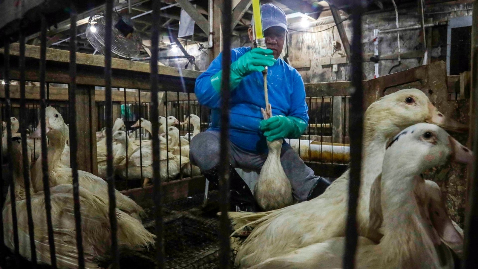 NYC foie gras ban can be enforced, appeals court rules after years-long ...