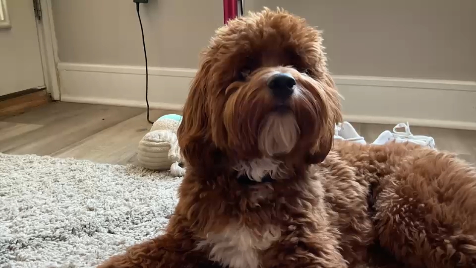 Missing dog: Family searching for 2-year-old cockapoo after Roselle ...
