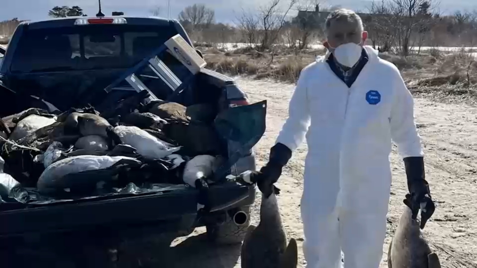 Long Island bird flu outbreak prompts officials to warn public on East ...