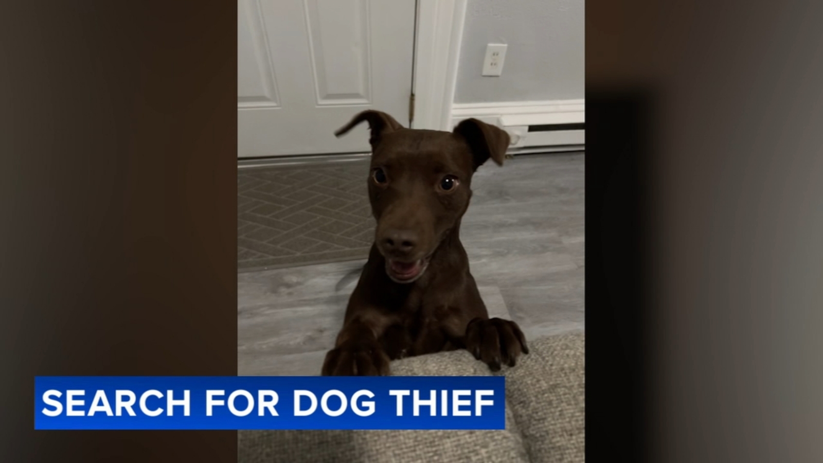 Stolen dog reunited with owner in Philadelphia's Fern Rock neighborhood ...