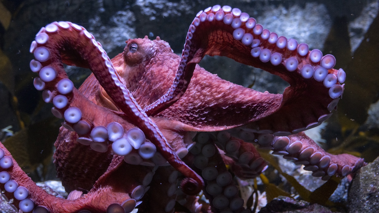 Beloved octopus named Ghost at Aquarium of the Pacific dies months ...