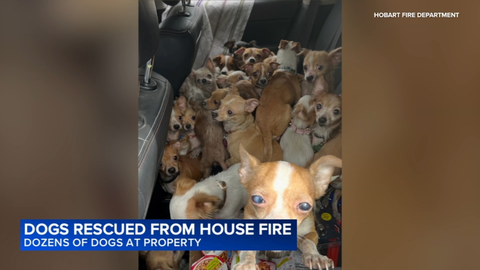 Dozens of dogs rescued from burning home on Minnesota Street in Lake ...