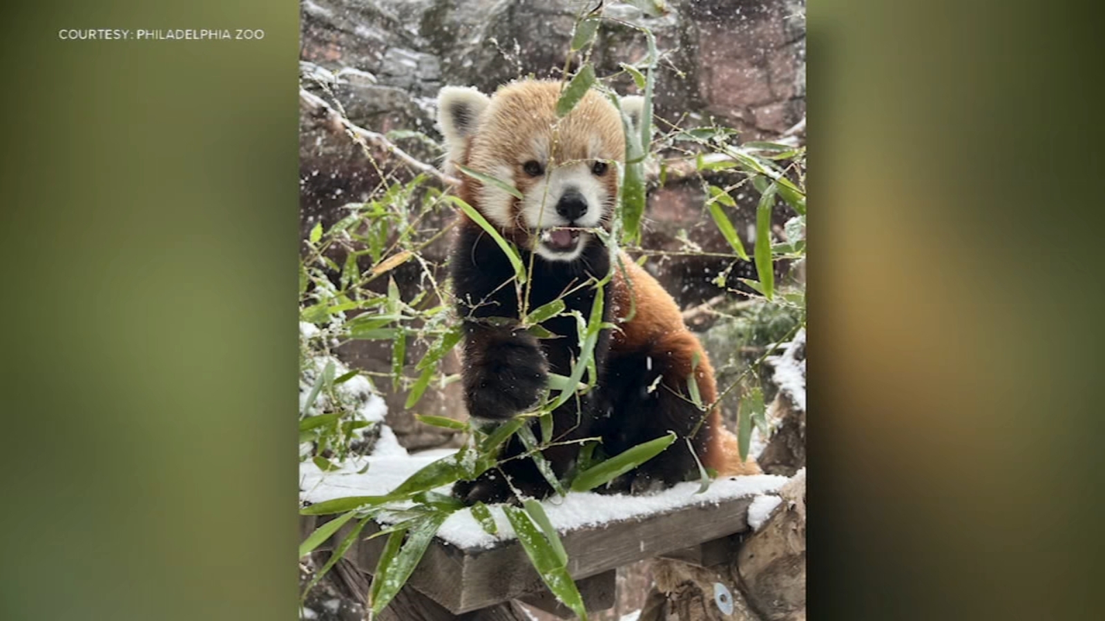 Red panda at Philadelphia Zoo dies - 6abc Philadelphia