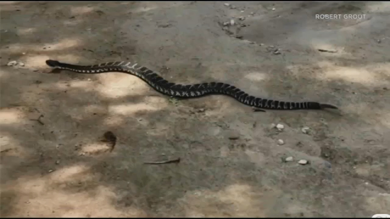 Second deadly rattlesnake bite on Southern California trail prompts ...