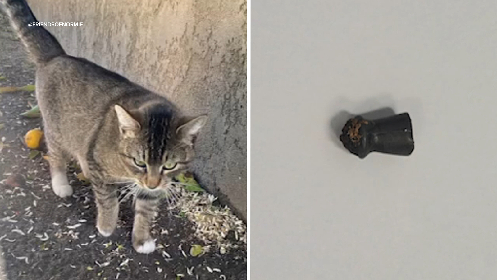 Multiple cats found with gunshot wounds in South Los Angeles, activists ...