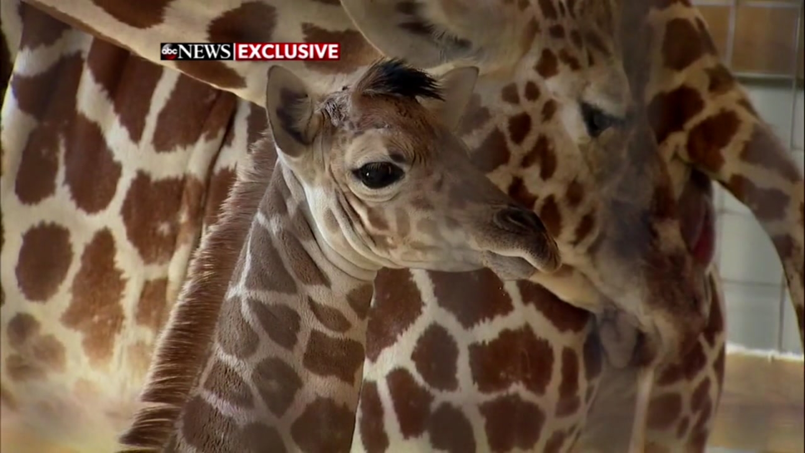 It's a boy! Help name April the Giraffe calf - ABC7 San Francisco