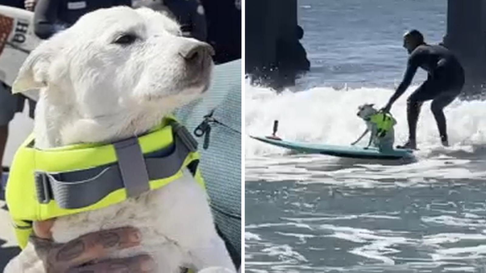 Sugar the Surfing Dog, beloved pup in Southern California surf ...