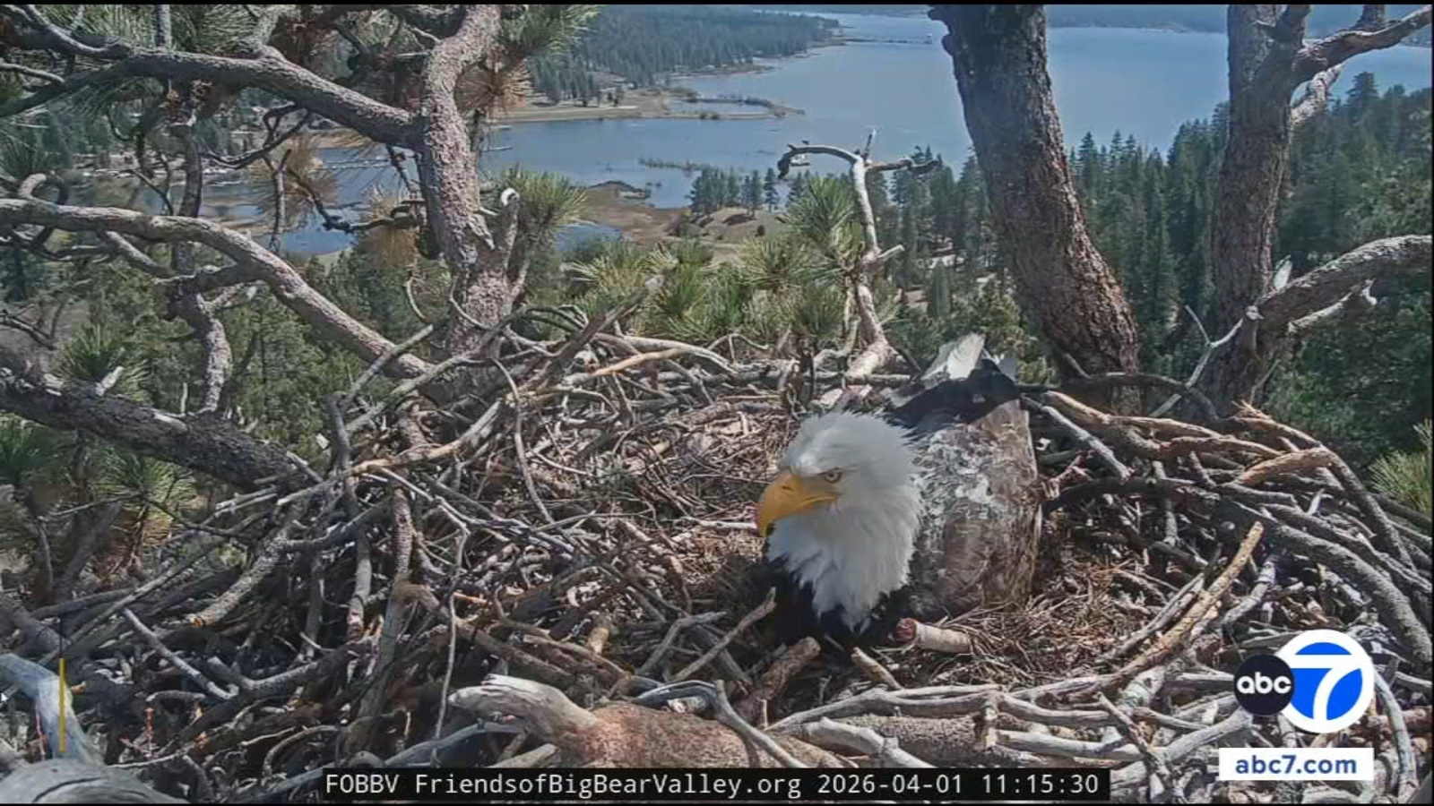 Pip watch begins as Big Bear bald eagles Jackie and Shadow care for 2 ...