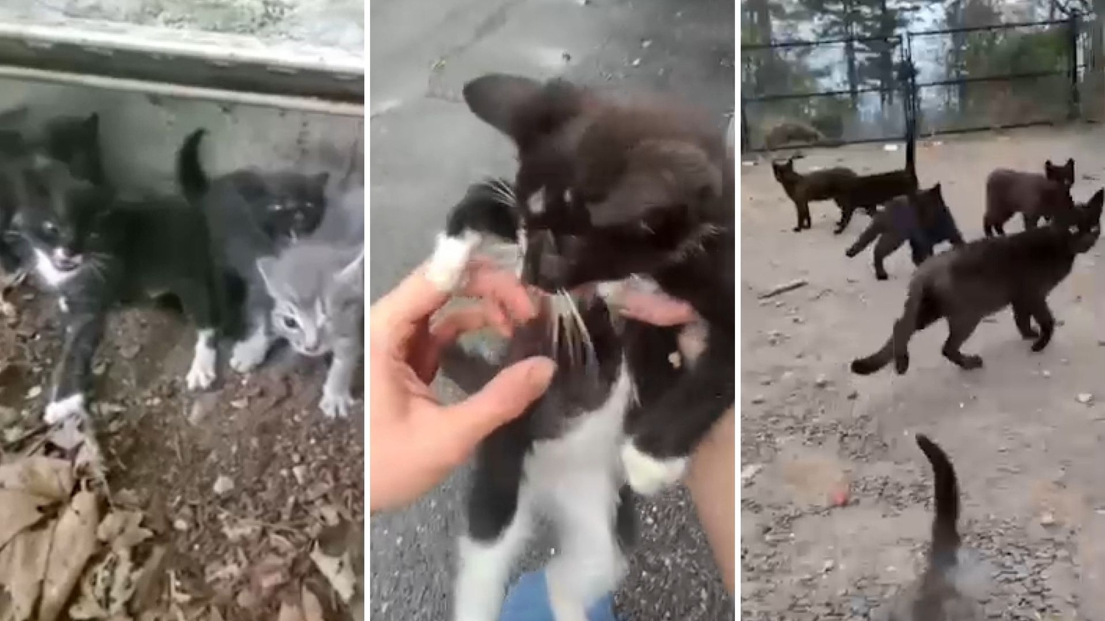 Animal rescue groups concerned for Long Island feral cat population ...