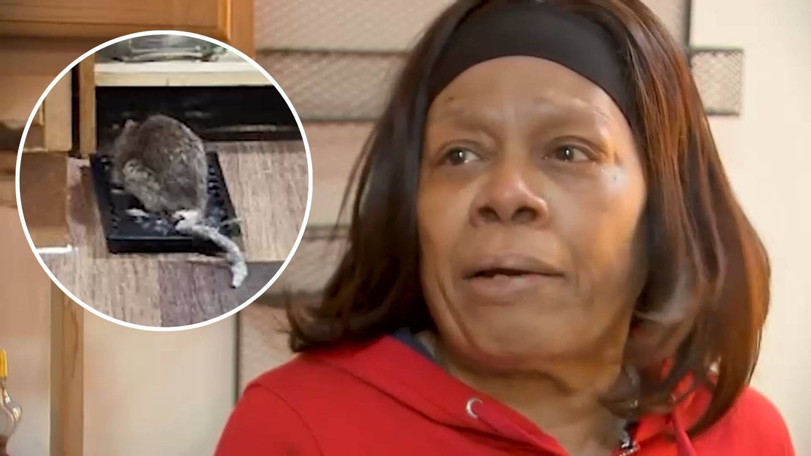 Bronx woman dealing with rat infestation inside apartment finally ...