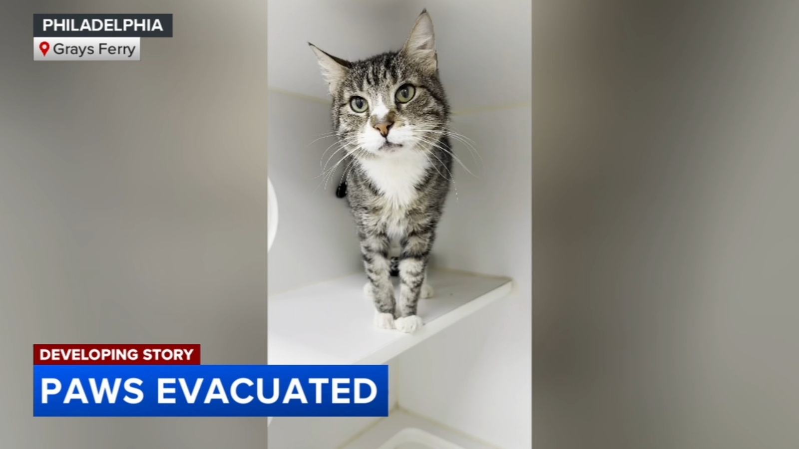 Animals evacuated from Philly PAWS due to parking garage collapse ...