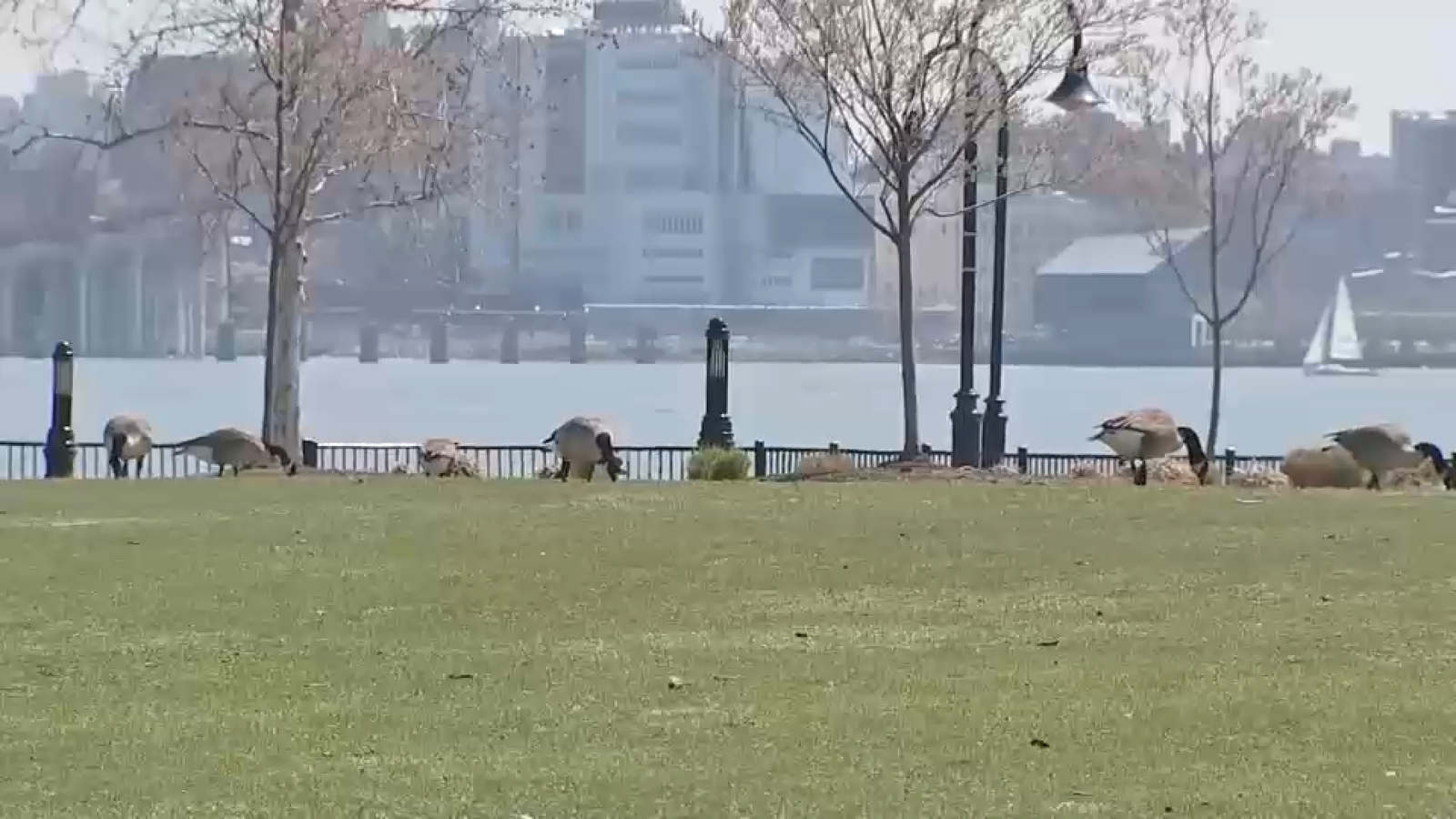 City of Hoboken steps up efforts to disperse geese population, remove ...