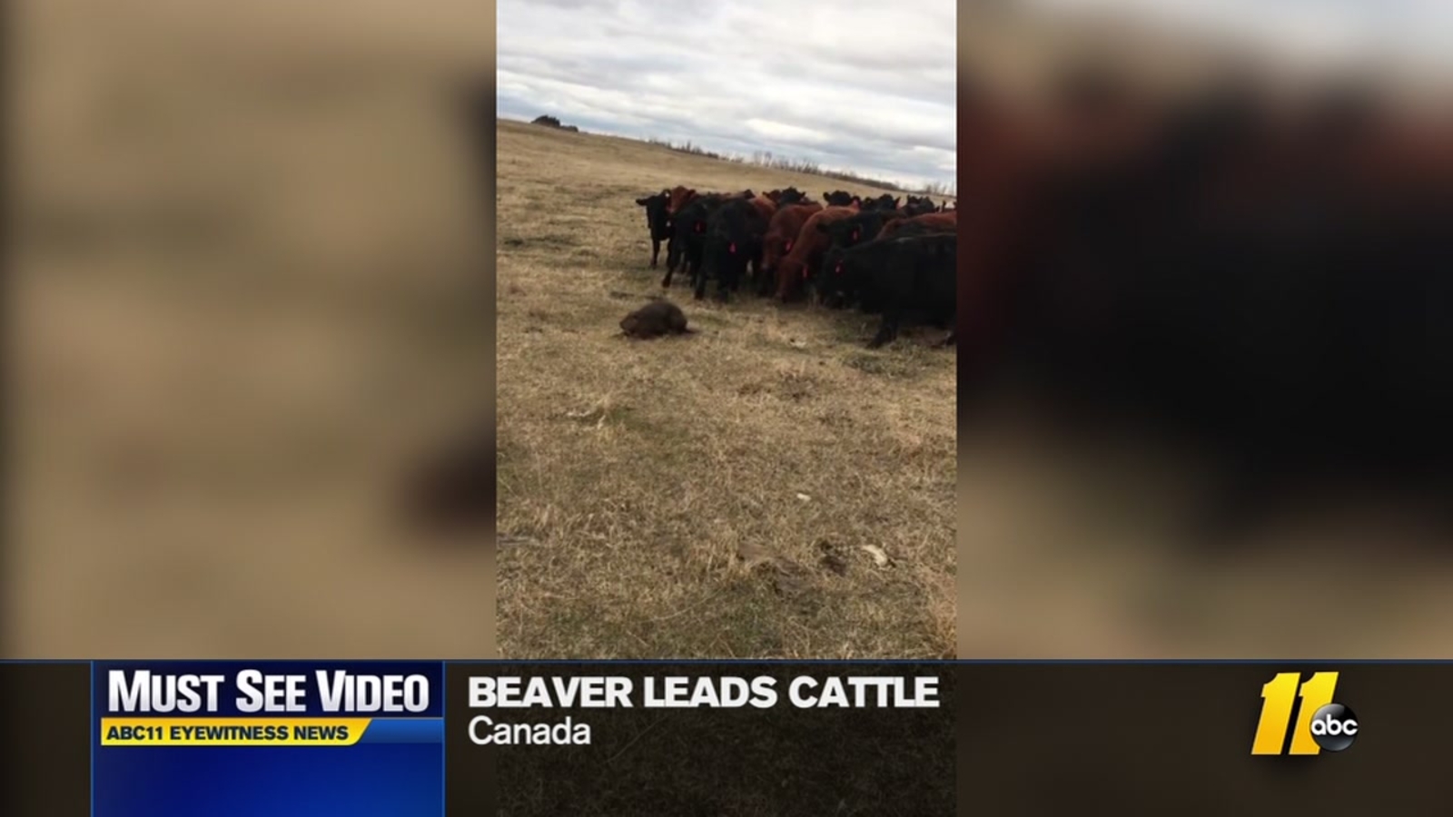 Odd video: Beaver leads cattle in Canada - ABC7 Chicago