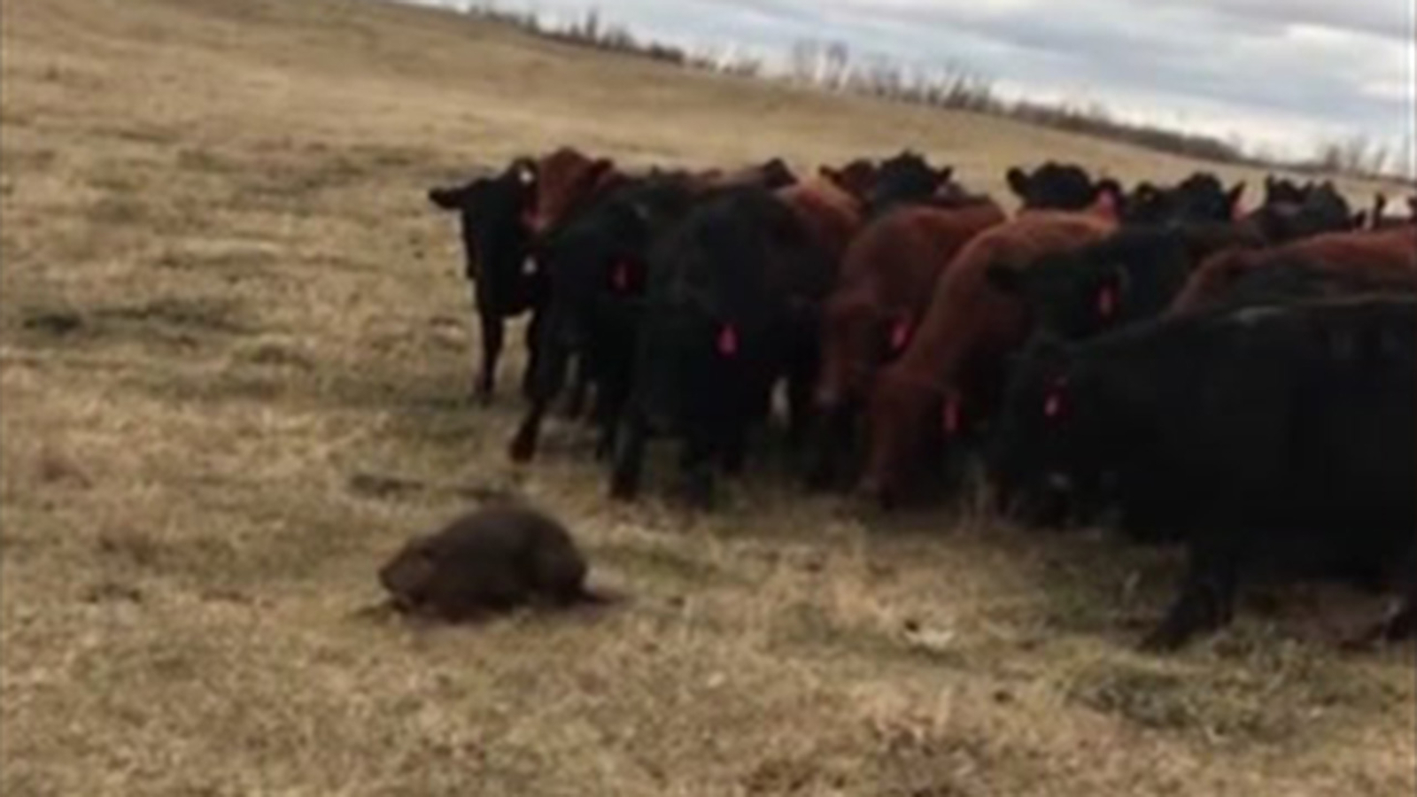 Odd video: Beaver leads cattle in Canada - ABC7 New York