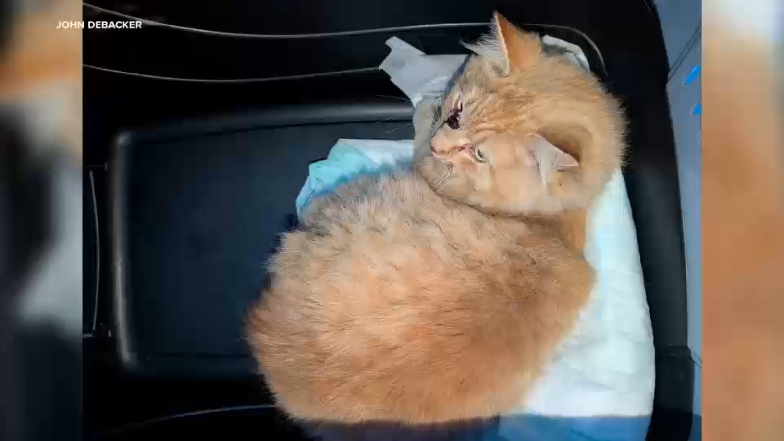 Cat struck by train rescued from LIRR tracks in Suffolk County, Long ...