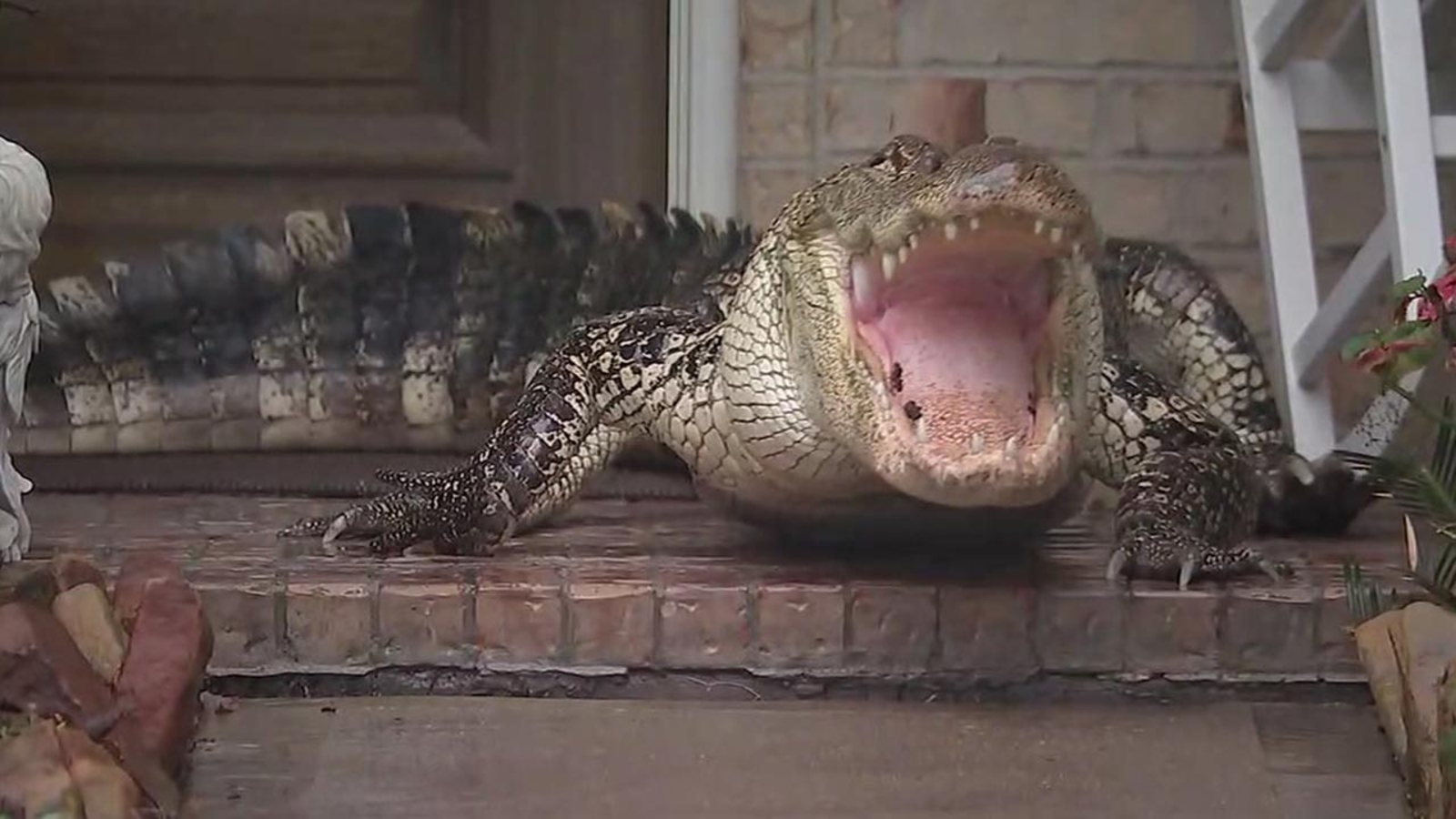 Gator spotted in Richmond neighborhood - ABC13 Houston