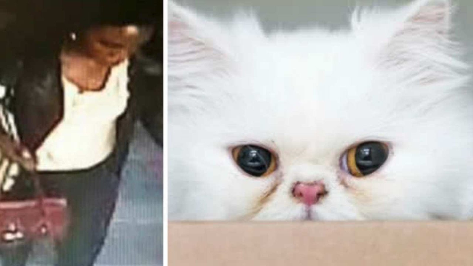 Persian cat 'Snow' stolen from animal shelter in Harlem - ABC7 New York
