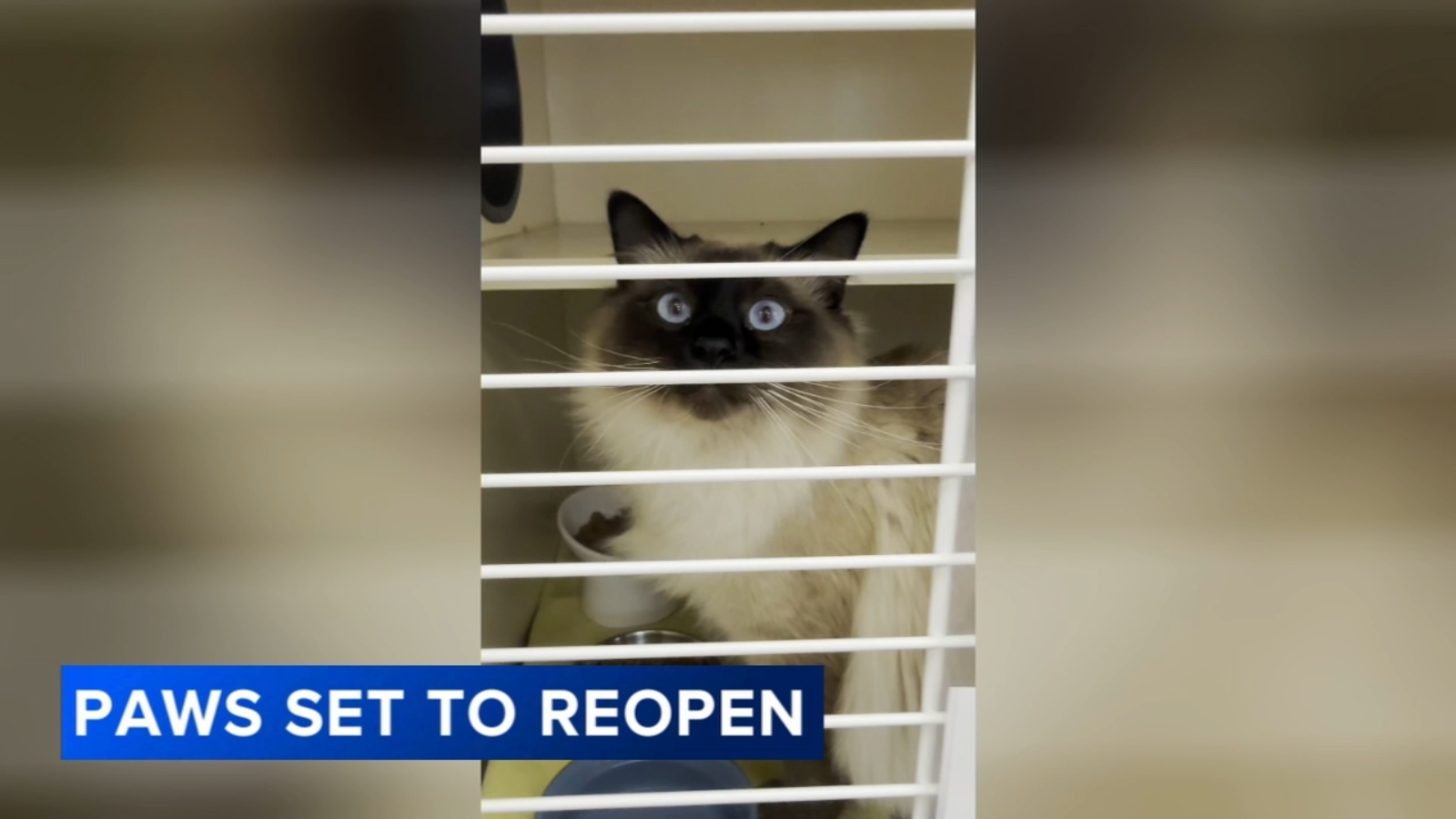Philadelphia Animal Welfare Society reopens shelter after deadly Grays ...