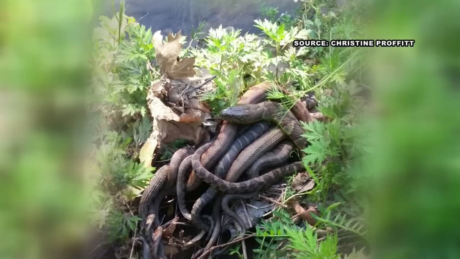 Ball of slithering snakes shocks North Carolina jogger - ABC7 Los Angeles