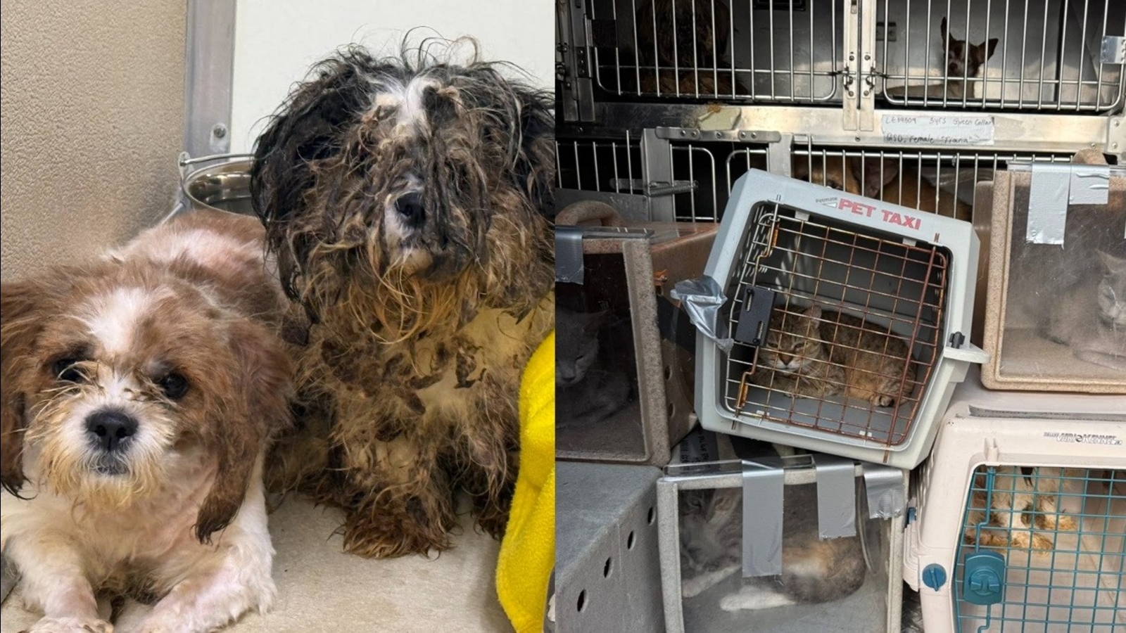 Pennsylvania SPCA rescues 93 animals found living in deplorable ...