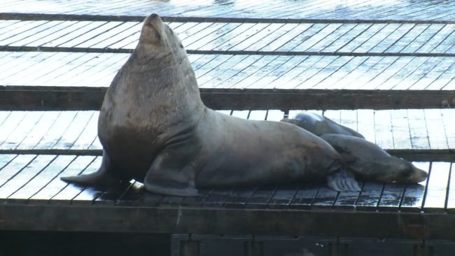 'Chonkers,' the giant Steller sea lion stealing hearts at San Francisco ...