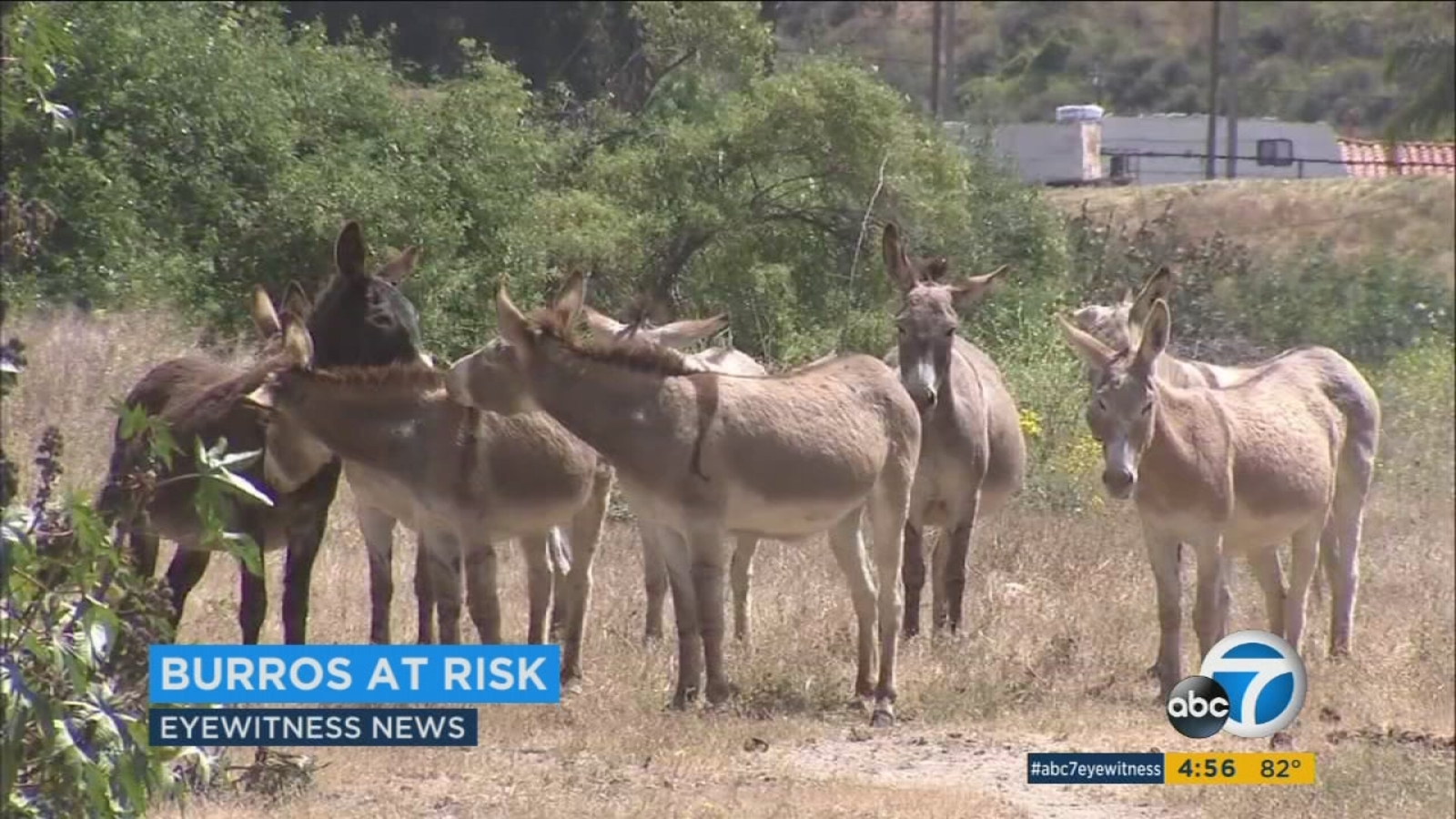 Riverside County ordinance aimed at tightening restrictions on feeding ...