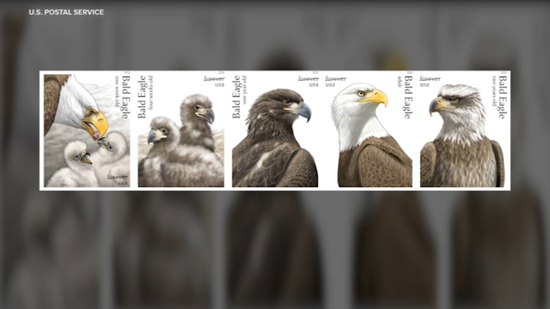 USPS releases new set of bald eagle stamps - ABC7 Los Angeles