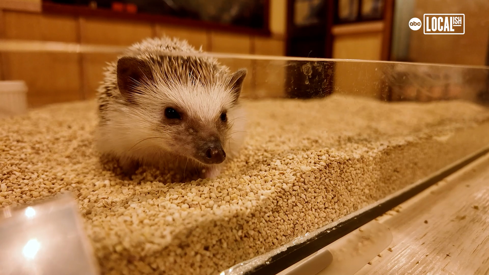 Hang with hedgehogs at Tokyo's Chiku Chiku Café - ABC7 Chicago