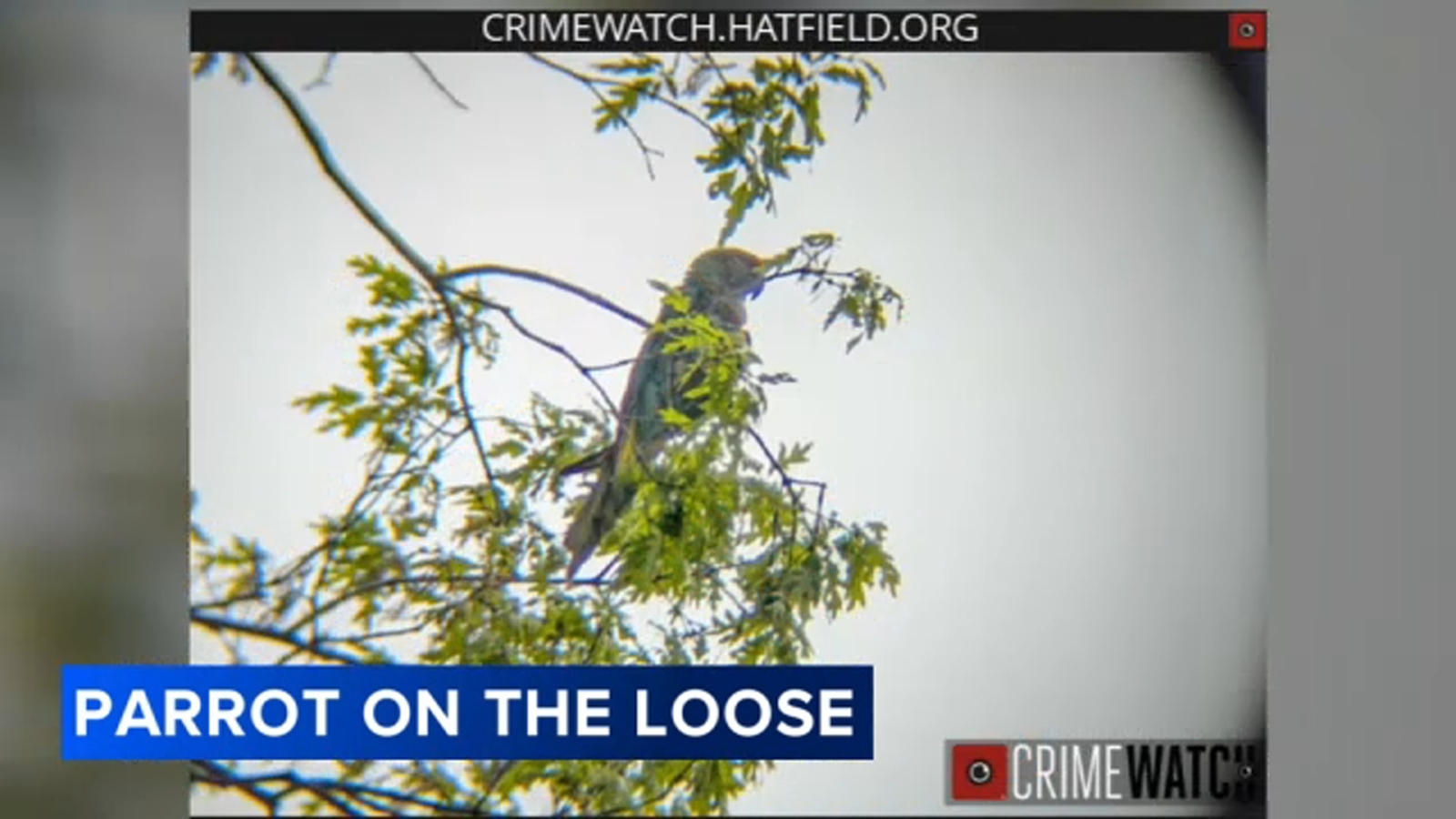 Parrot on the loose in Hatfield, Montgomery County - 6abc Philadelphia