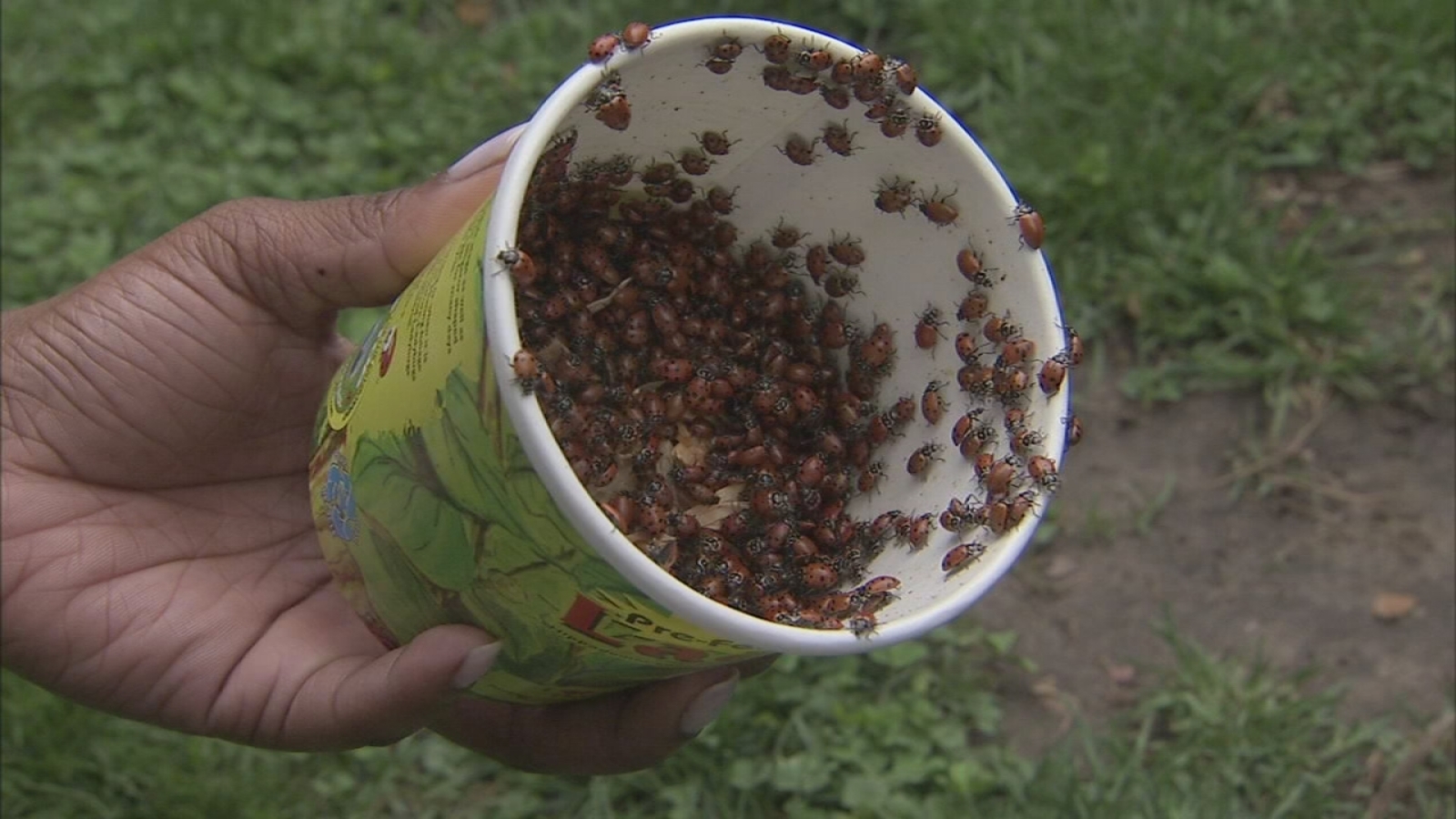 Earth Day Ladybugs - 6abc Philadelphia