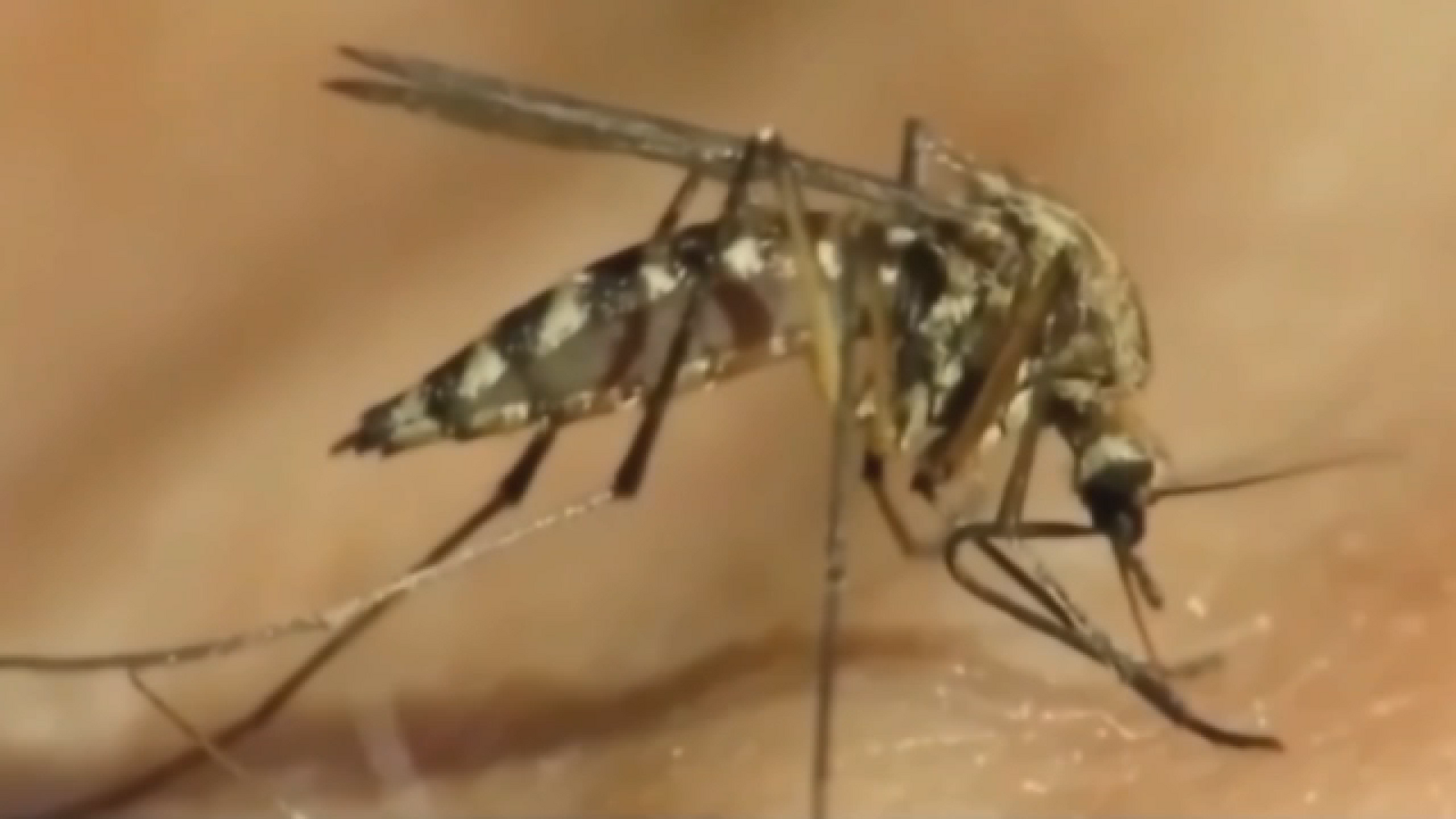 First West Nile case in Texas for 2026 confirmed to be in Harris County ...