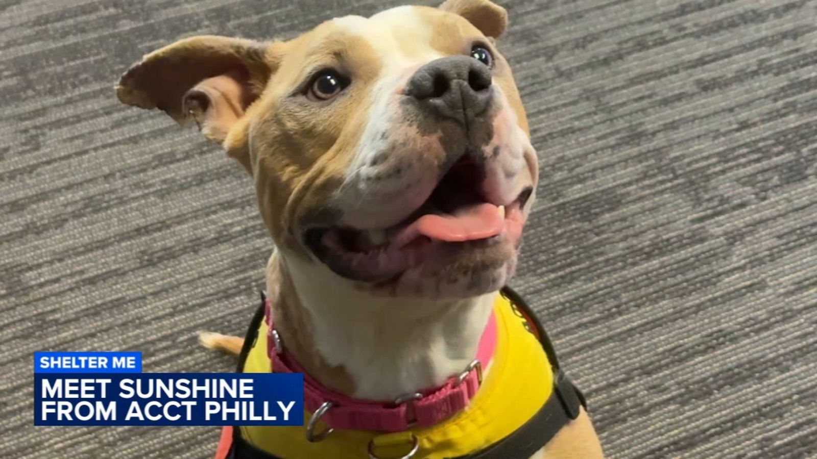 Shelter Me: Meet Sunshine from ACCT Philly - 6abc Philadelphia