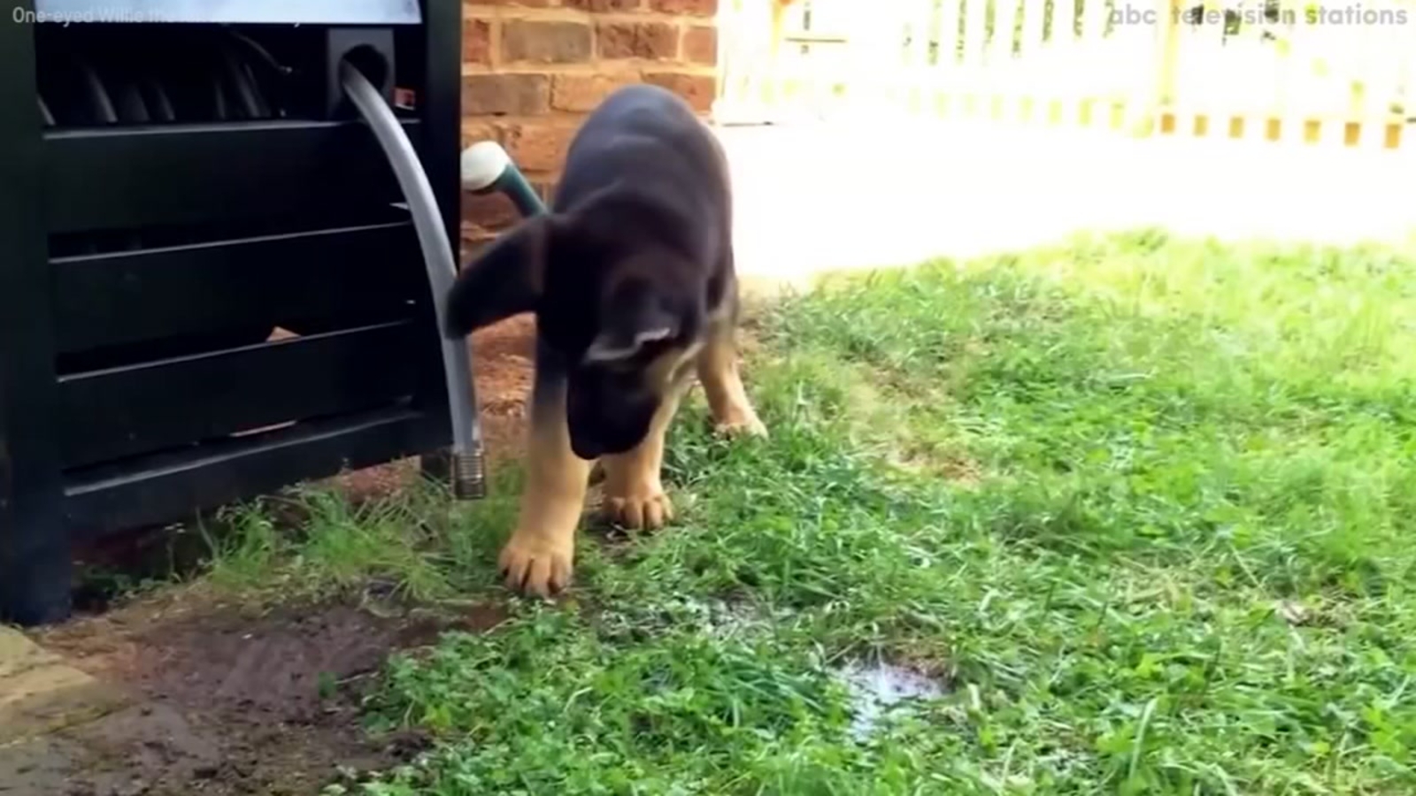 Cute dog gets intrigued by hose - ABC7 Los Angeles