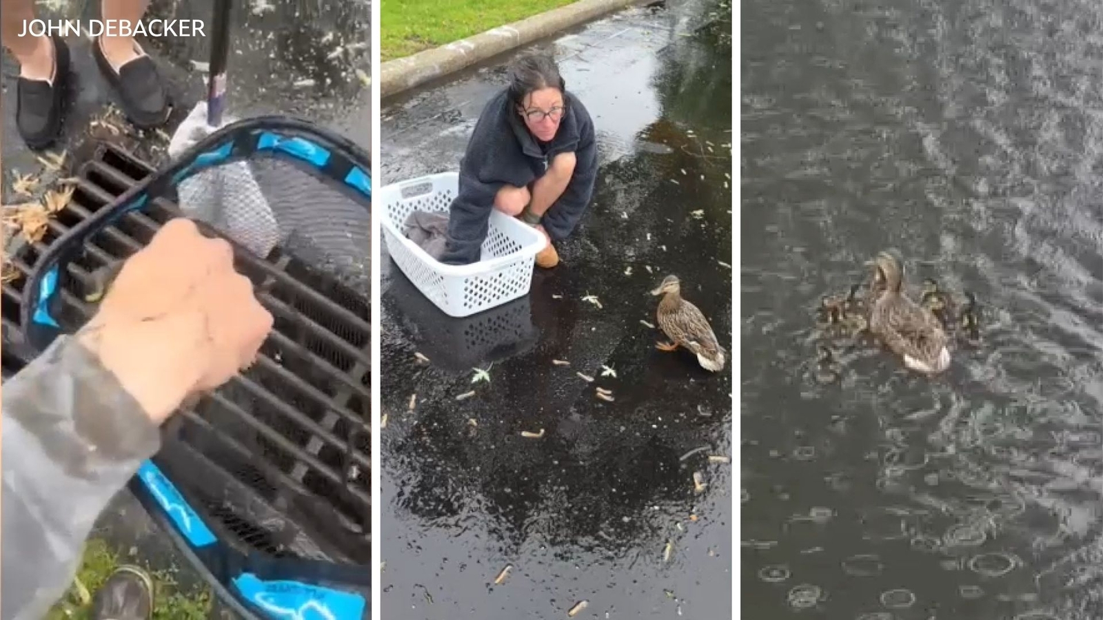 11 ducklings rescued from storm drain on Long Island, reunited with ...