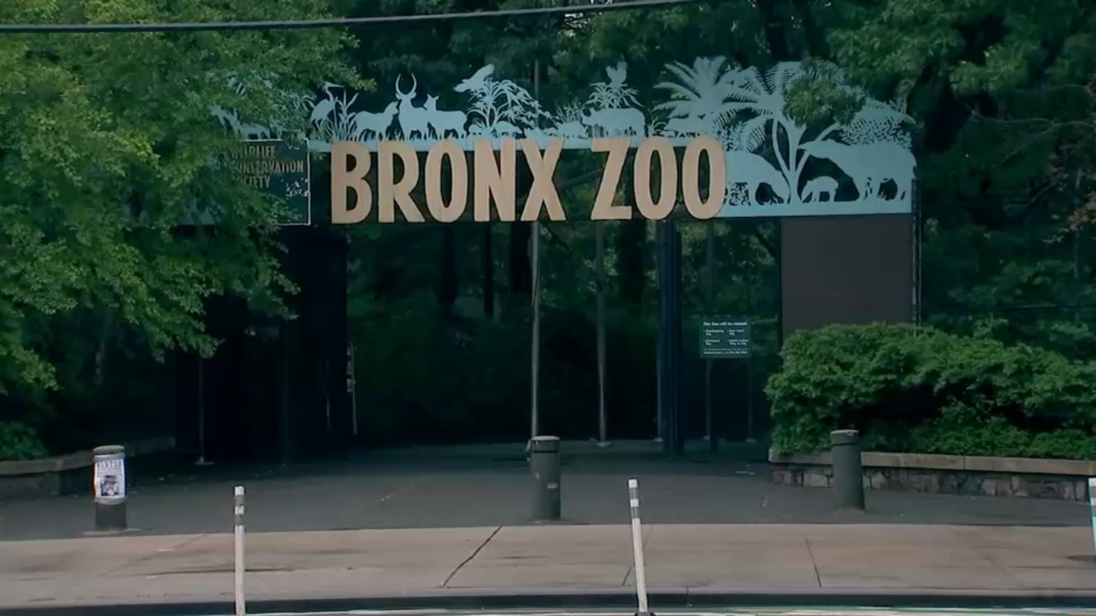 Bronx Zoo worker taken to hospital after being 'nipped' by crocodile ...