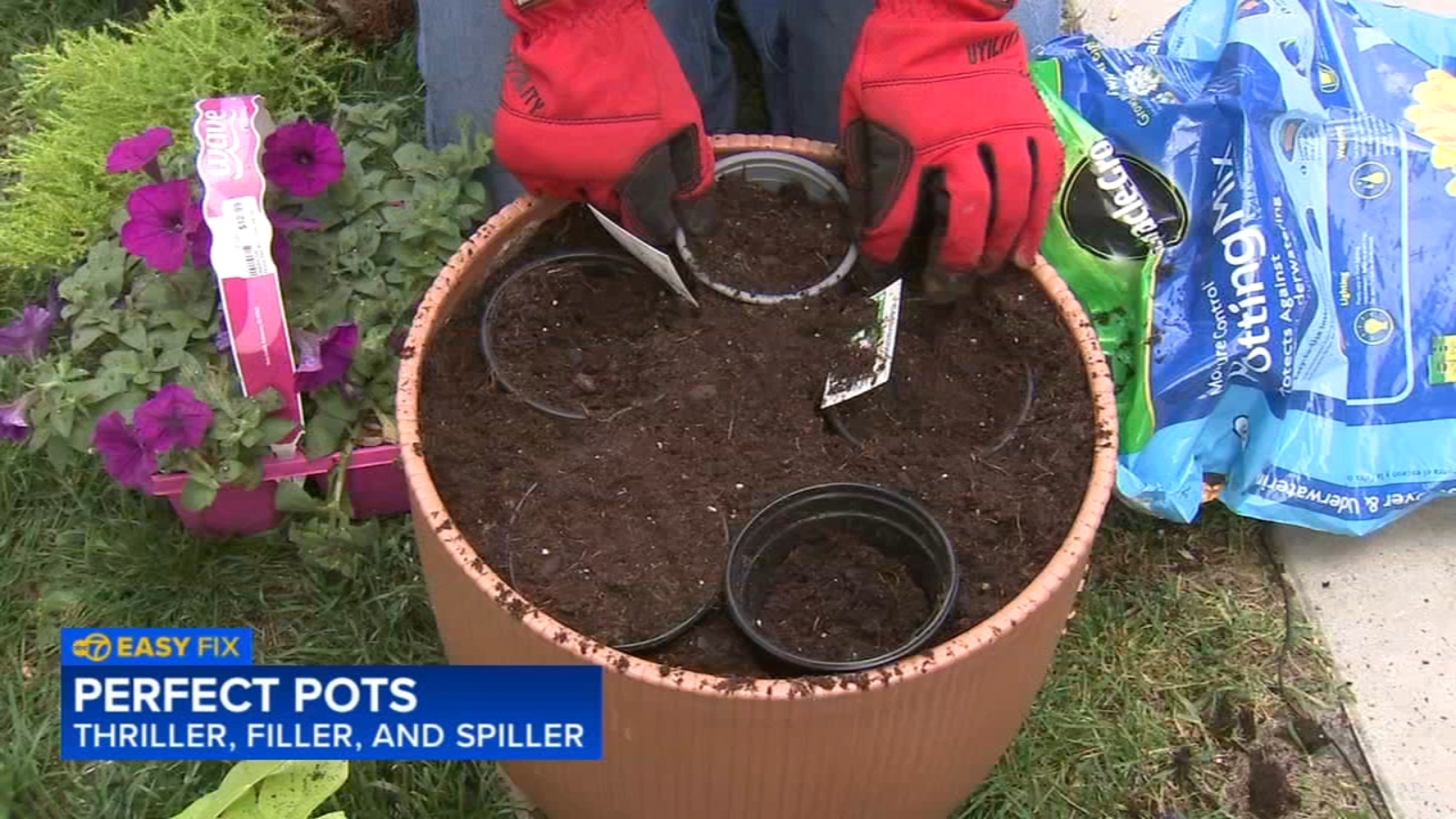 How to make perfect potted plants: Thriller, filler, spiller method ...