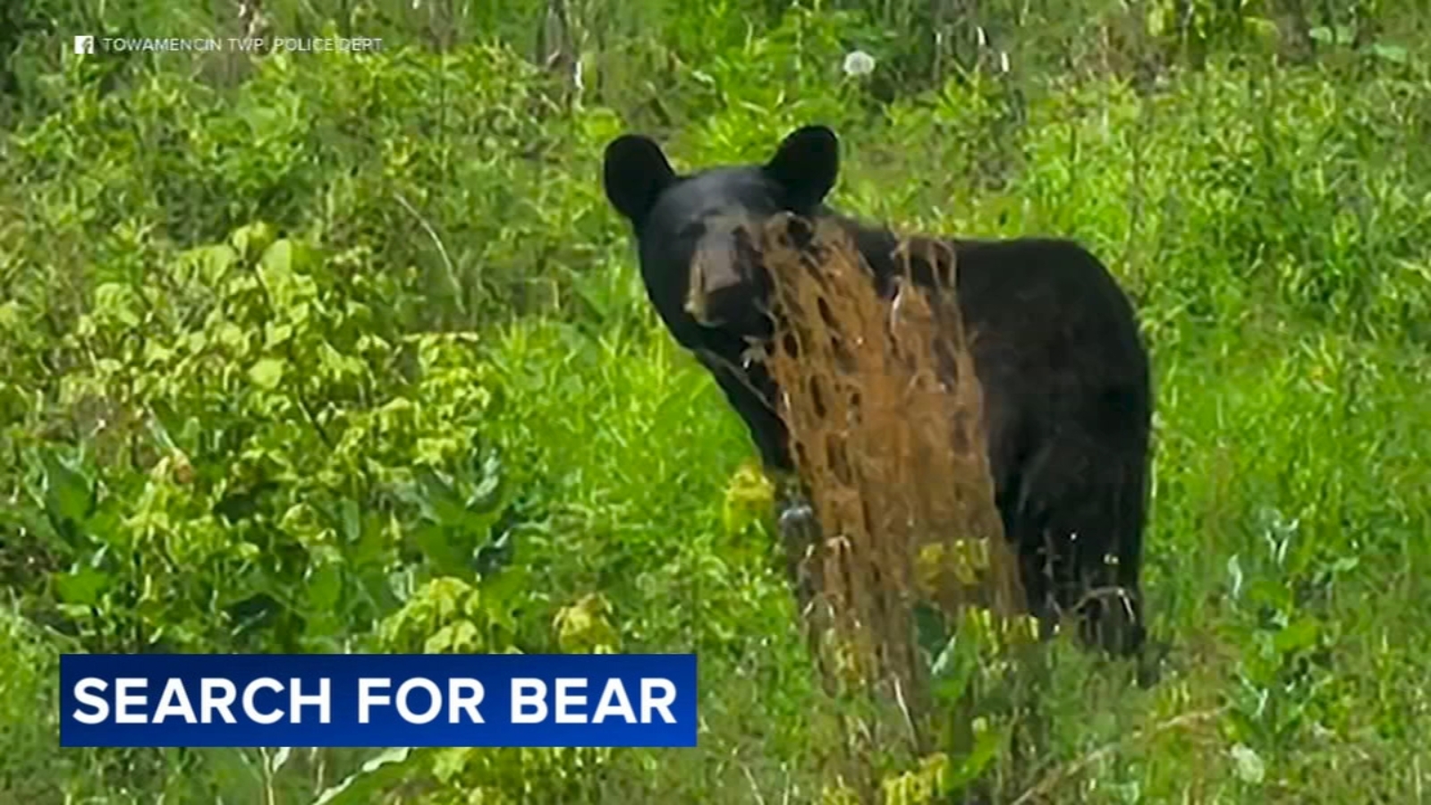 Young bear spotted moving through Towamencin and Lansdale prompts ...