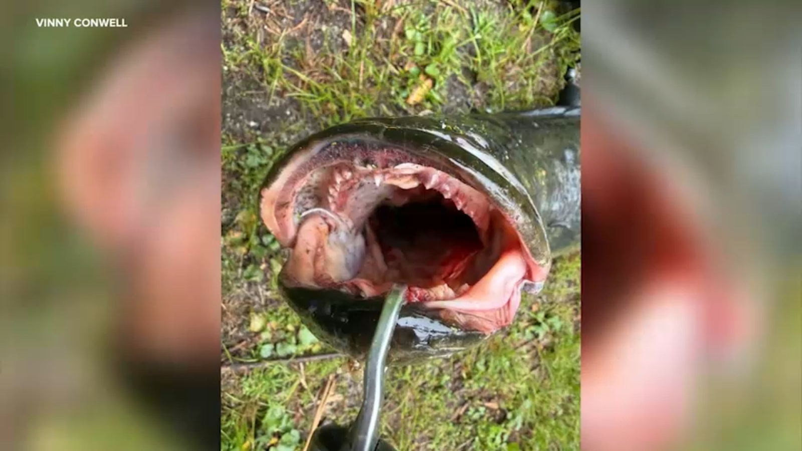 State DEC officials investigating invasive Northern Snakeheads in Lake ...
