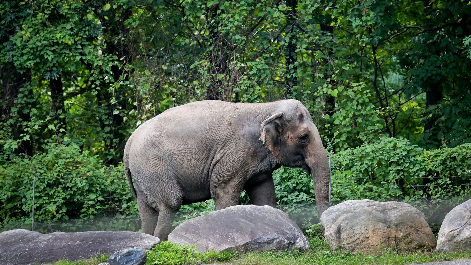Happy the Asian elephant euthanized at the Bronx Zoo at age 55 - ABC7 ...