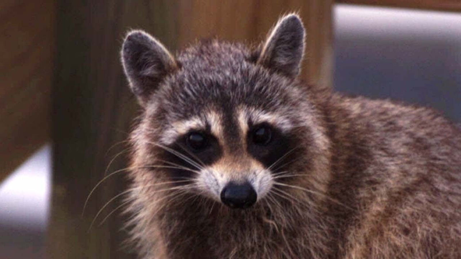 Rabid raccoon confirmed in Chapel Hill after dogs' encounter, Orange ...
