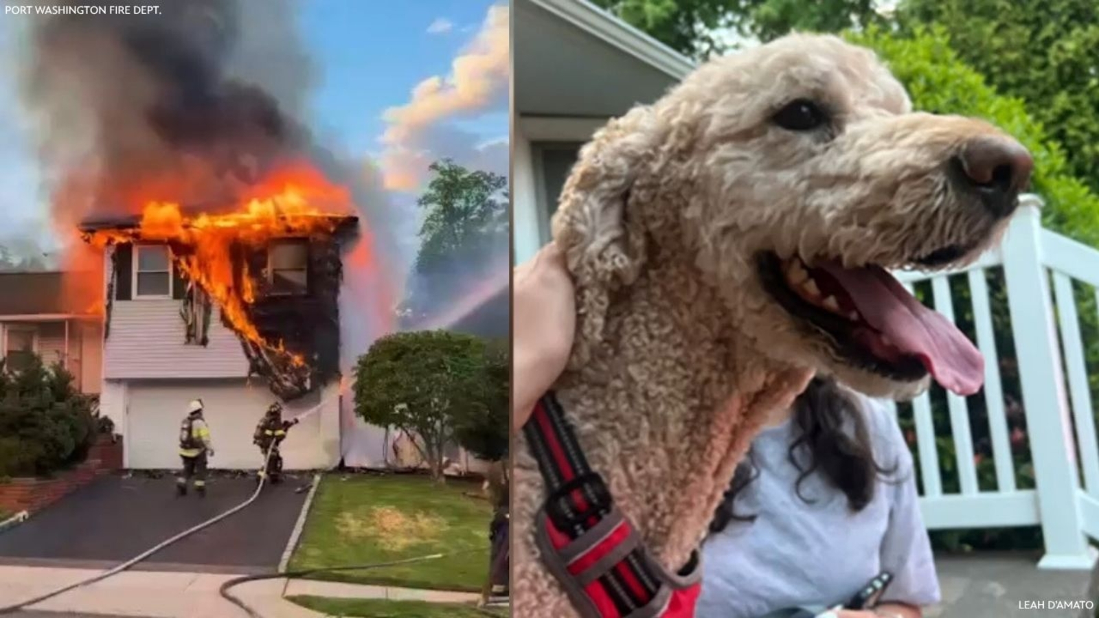Long Island fire: Firefighters rescue dog from basement after flames ...