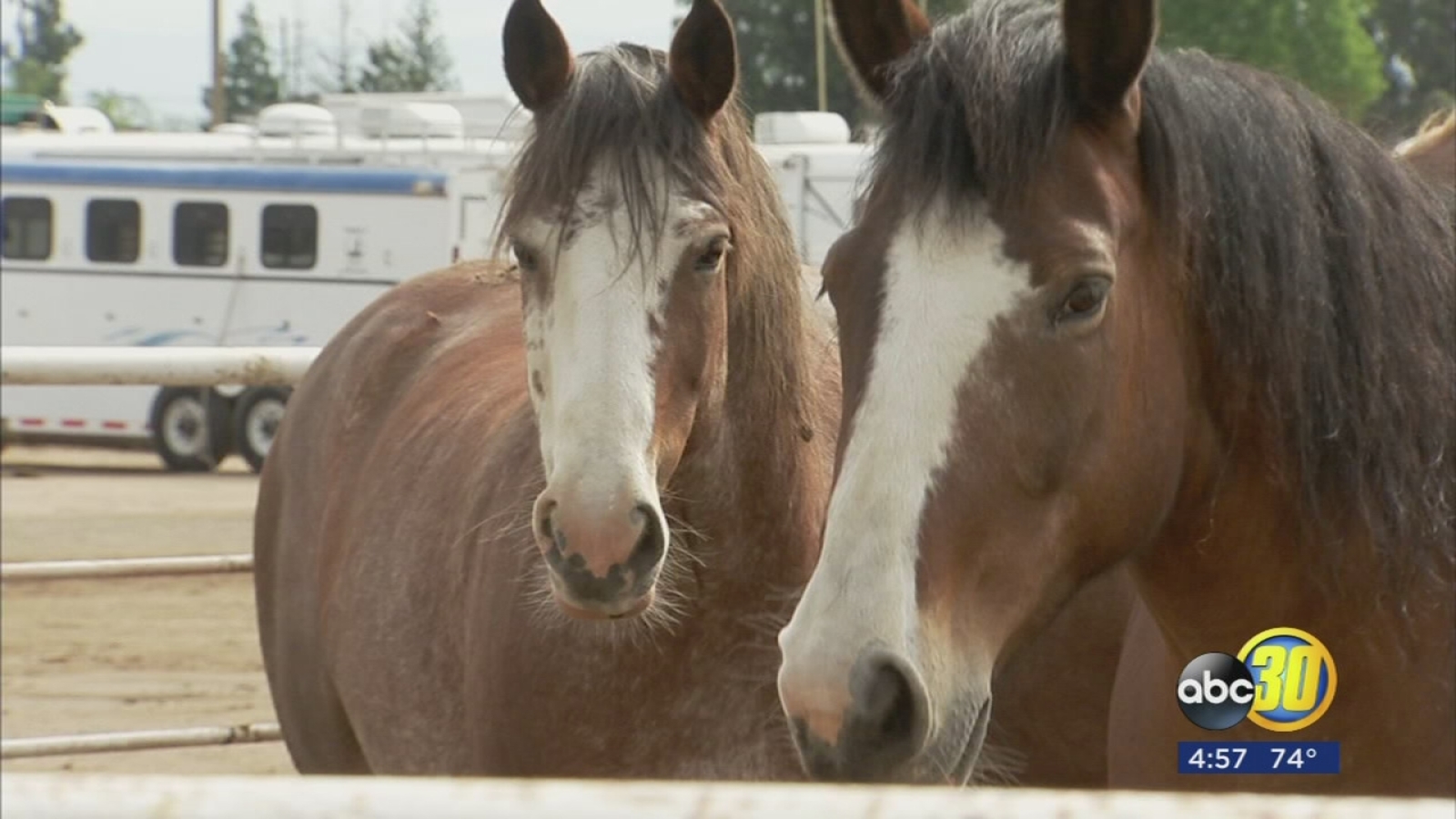 Inside look at the bucking competitions at the Clovis Rodeo - ABC30 Fresno